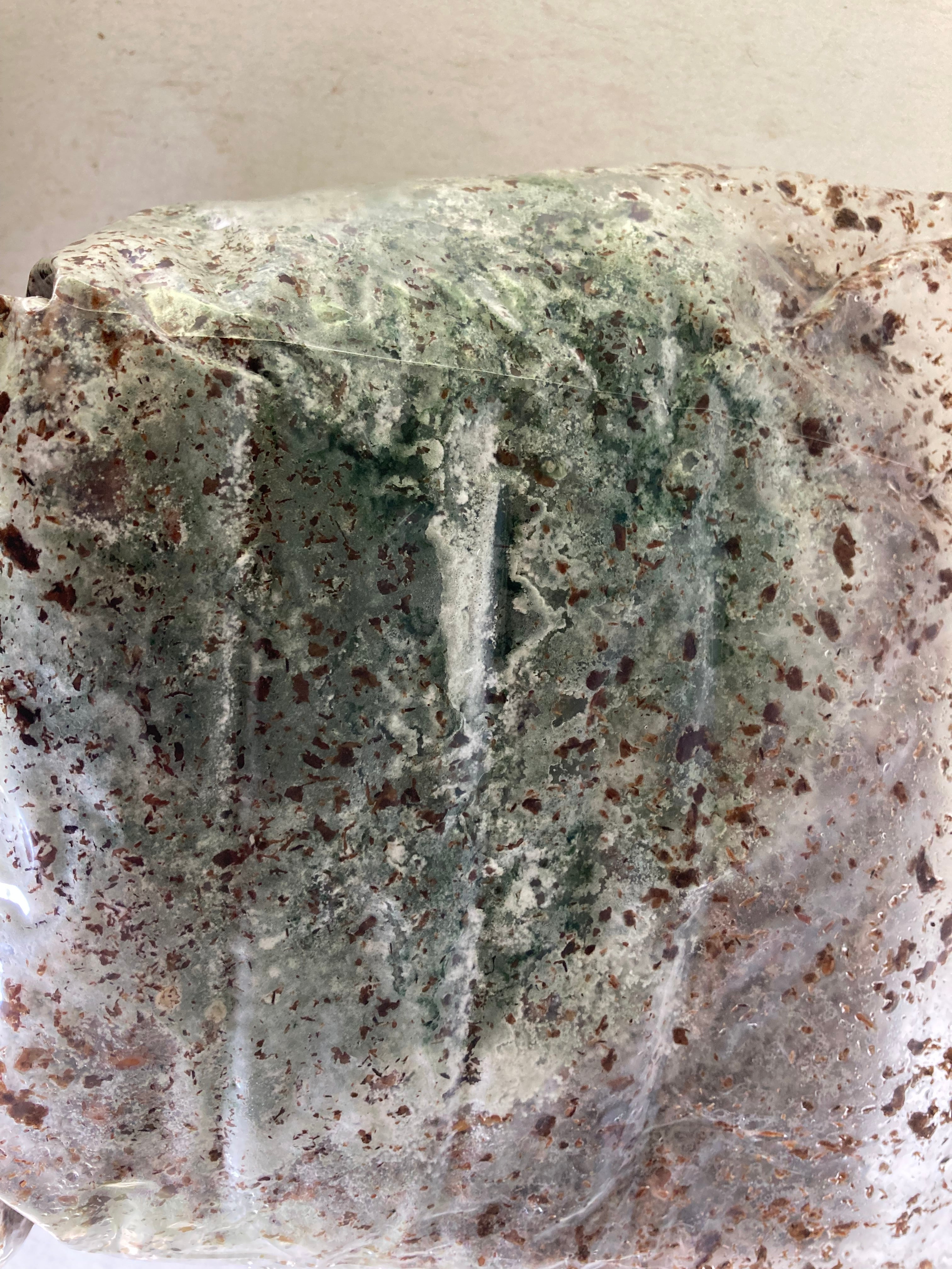 Tricky Trichoderma – Rocky Creek Mushrooms